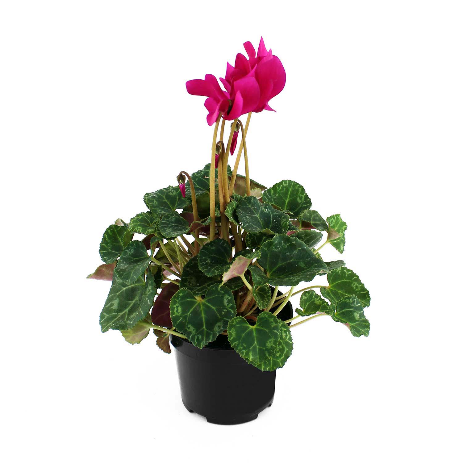 Mini ciclamen decorativa para interiores Maceta 1U - MULTIFLOR - Kywi