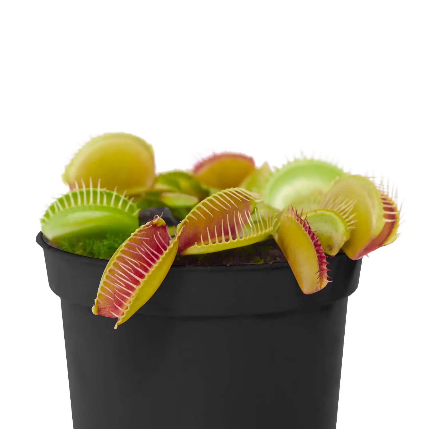 Mini planta carnívora decorativa para interiores Maceta 1U - MULTIFLOR ...