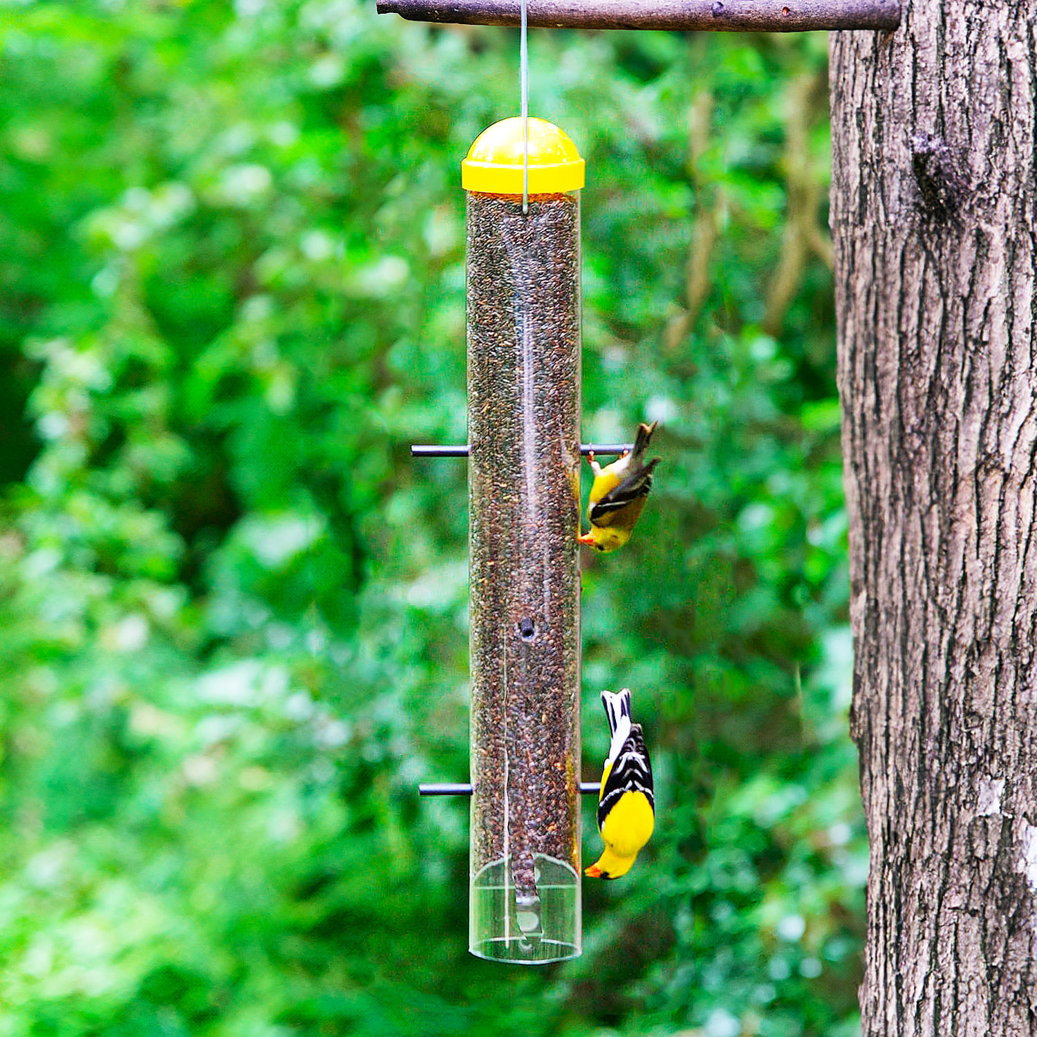 Comedero de semillas para pájaros jilgueros. - PERKY PET - Kywi